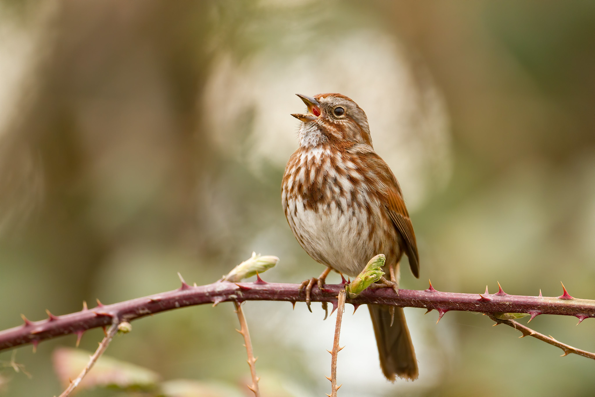 Learn to Identify Birds at Birding By Ear - Wisconsin Council of the ...